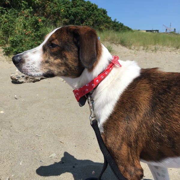 Compass Rose Beach - 2 tips