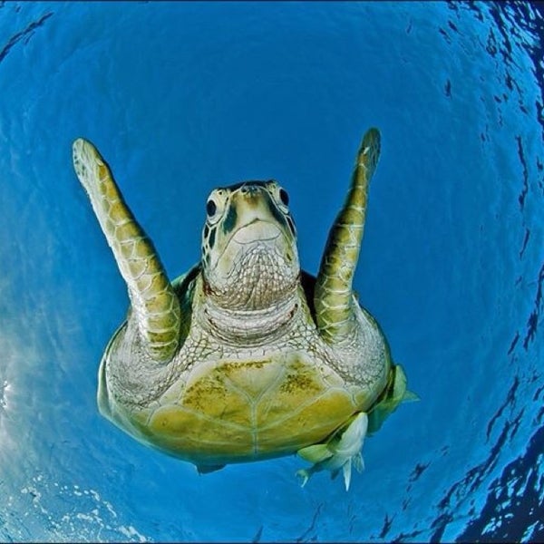 Marsa Shagra Reef - Dive Spot