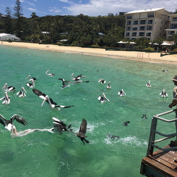 Tangalooma Island Resort - 15 tips from 884 visitors