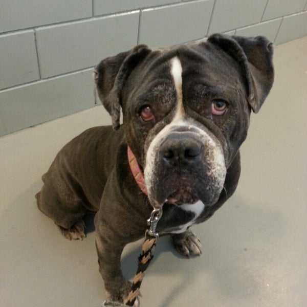 Dierenasiel Almere - Animal Shelter in Almere Buiten