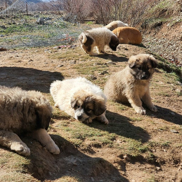 Makhmal Kooh | پارک جنگلی مخمل کوه - Forest