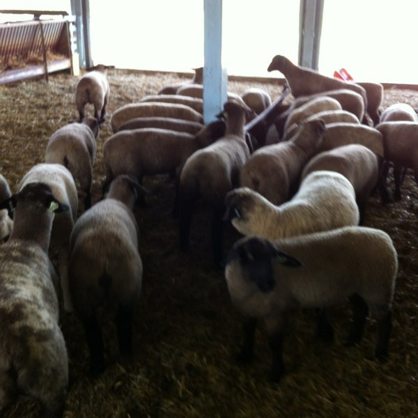 Photos at Penn State Beef and Sheep Center - Penn State University