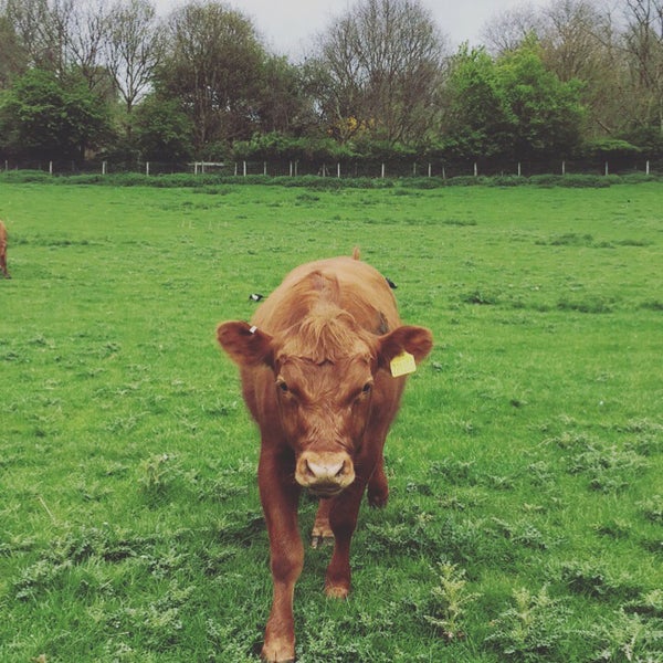 Meanwood Valley Urban Farm - 7 tips from 146 visitors