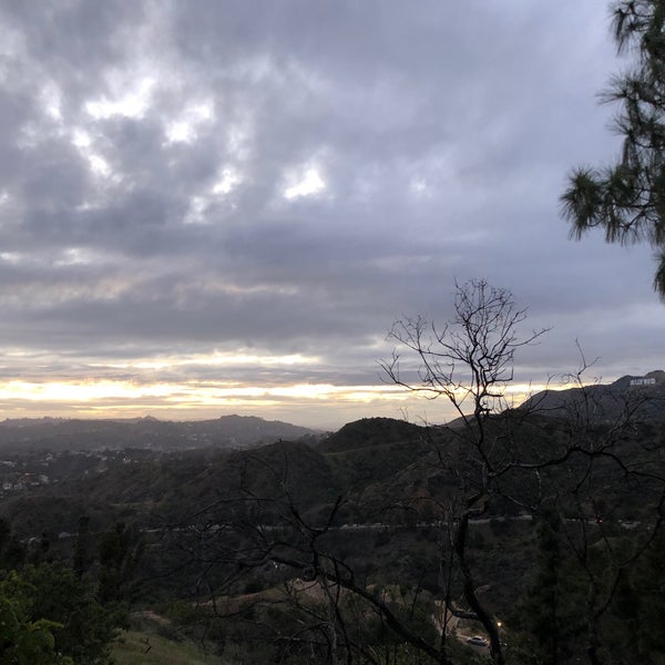 Berlin Forest - Griffith Park