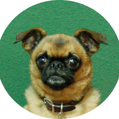 Odyssey Pets - 14999 Preston Rd Ste 400A