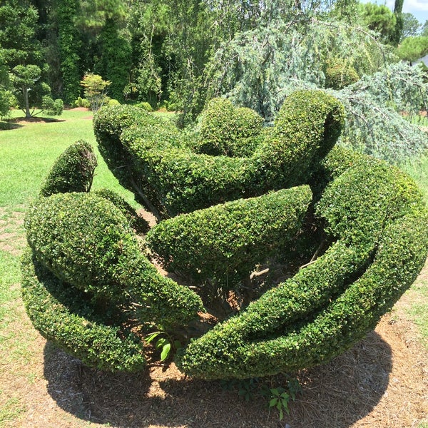 Pearl Fryar Topiary Garden - Garden in Bishopville