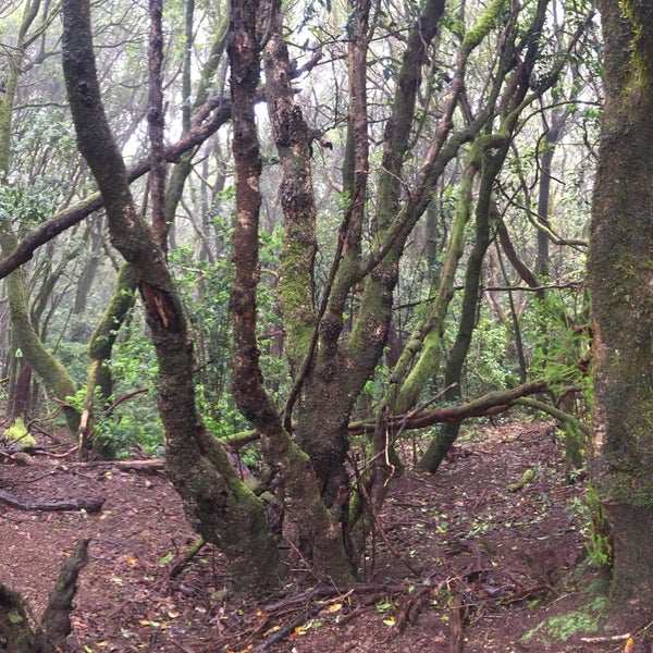 parque nacional de anaga - Forest