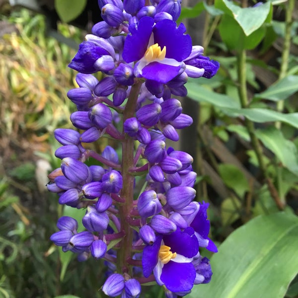 UC Berkeley Botanical Gardens - Botanical Garden in Berkeley