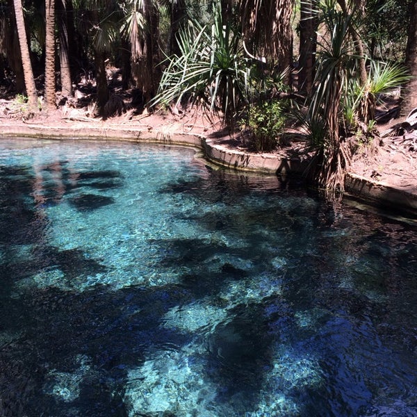 Mataranka Thermal Pool - Hot Spring in Mataranka