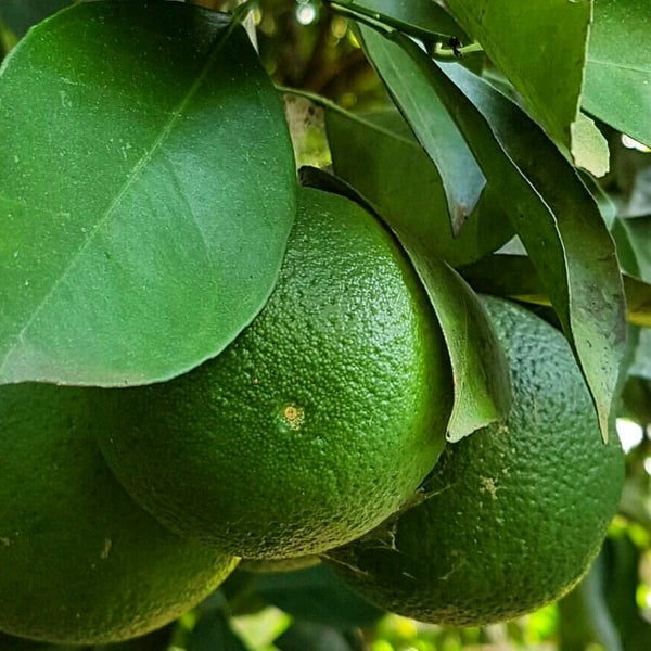 Zanzibar Kite Paradise
