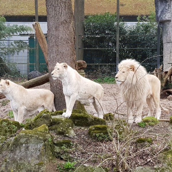 Afrikaanse witte leeuwen - Rhenen, Utrecht
