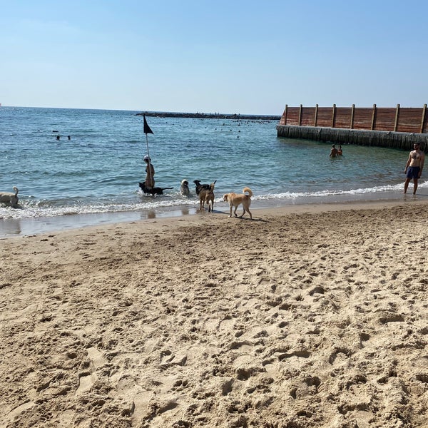 Dogs beach - Namir Kikar - Marina - Gan Atzmaut - 7 tips