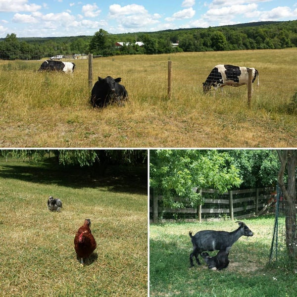 Farm Sanctuary - 21 tips