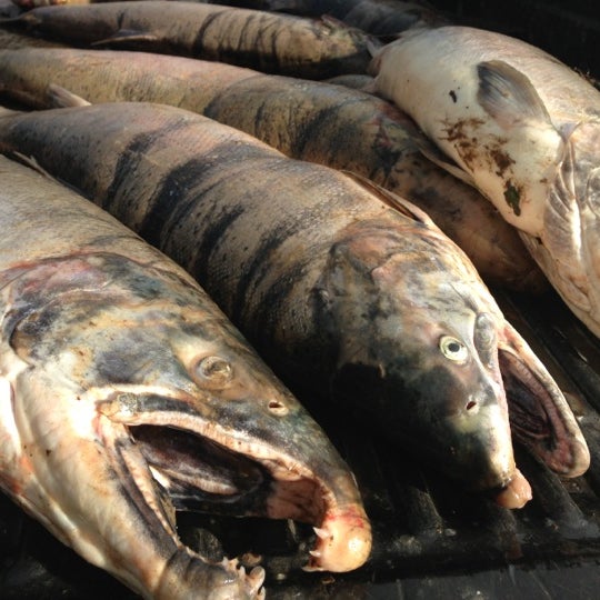 Chehalis Indian Tribe Reservation