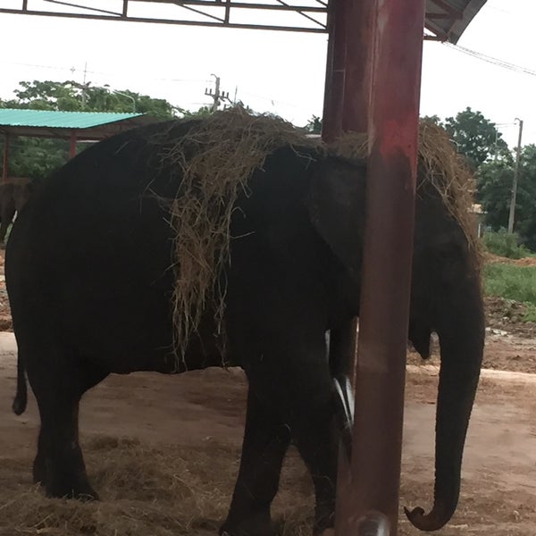 Elephantstay - Stable