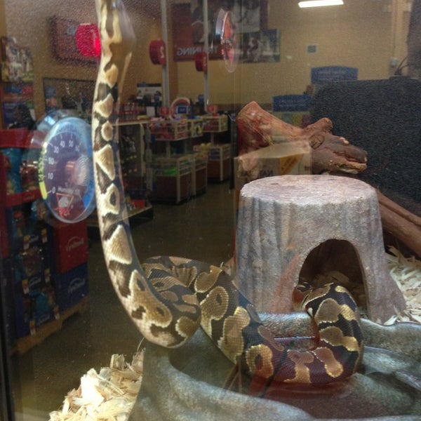 Ball Python Petsmart