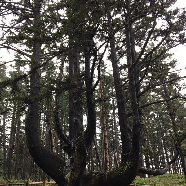 Photos at Octopus Tree - Cape Meares Lighthouse Dr