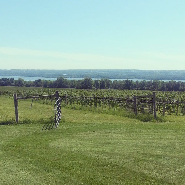 Long Point Winery - Vineyard