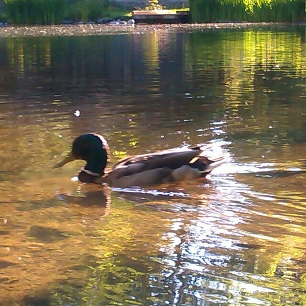 Photos at Murdo Frazer Pond - Capilano - 1 tip from 23 visitors