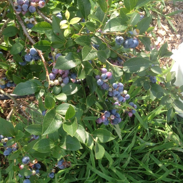 Driving Wind Blueberry Farm - Farm in Crooked Creek