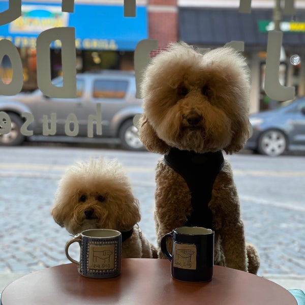 Java Dog Coffee House - Coffee Shop in Riverwalk