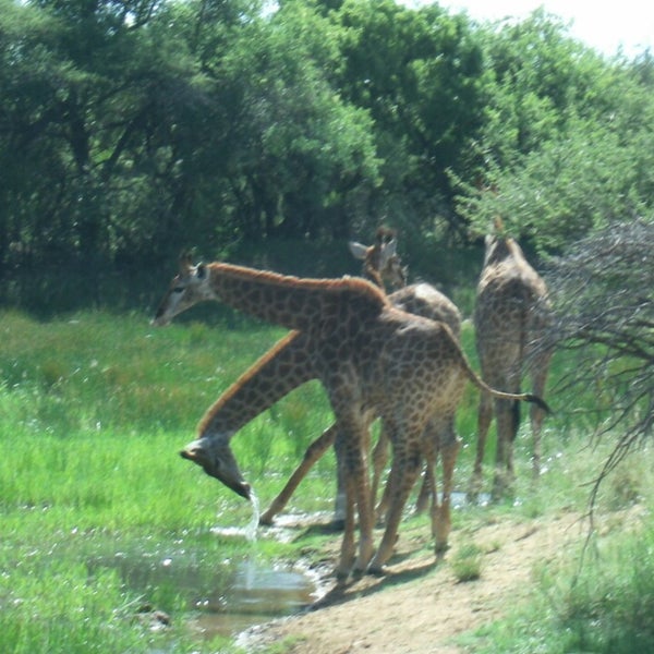 Dikhololo Game Reserve - 2 tips