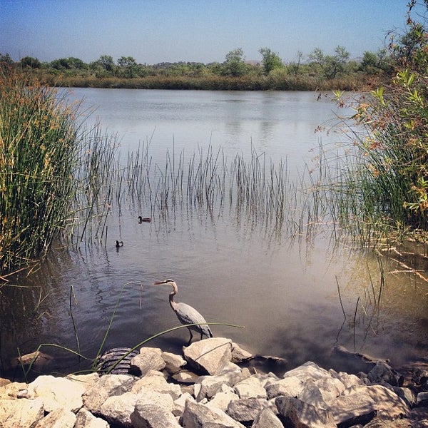 Are Dogs Allowed At The Irvine Marsh And Wildlife