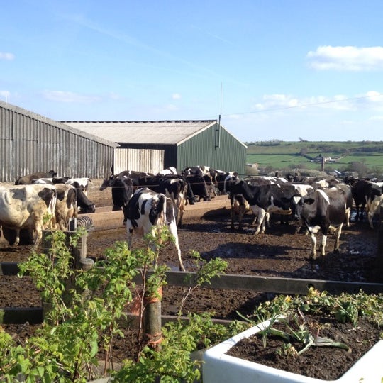 Photos at Our Cow Molly Dairy Ice Cream - Ice Cream Parlor