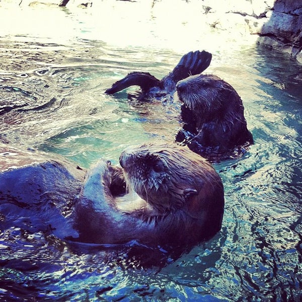 Seattle Aquarium Sea Otters - Pike Place - Seattle, WA