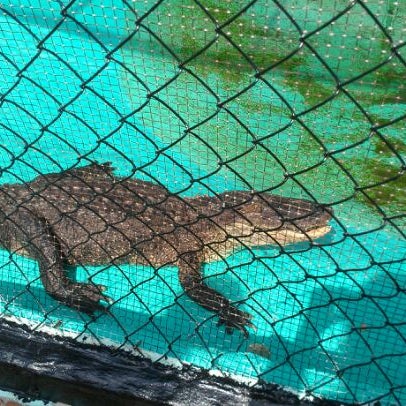 Old Hardhide Gator Cage - Zoo