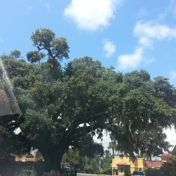 Photos at The Old Senator Tree - Tree