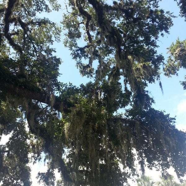 Photos at The Old Senator Tree - Tree