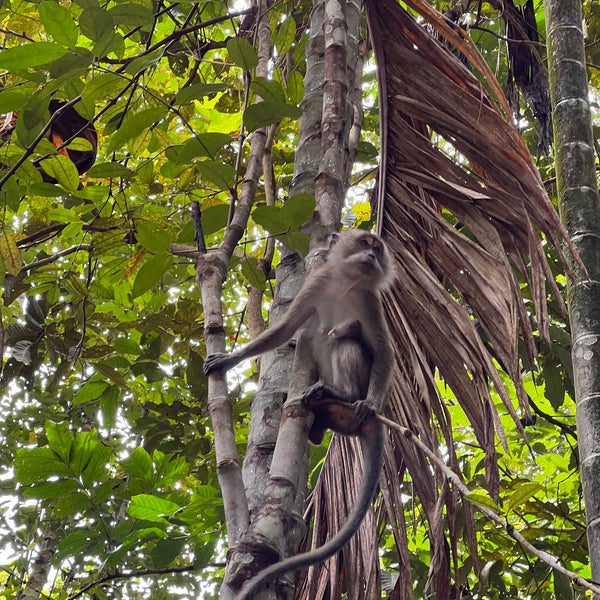 Bukit Timah Nature Reserve - Nature Preserve in Bukit Panjang