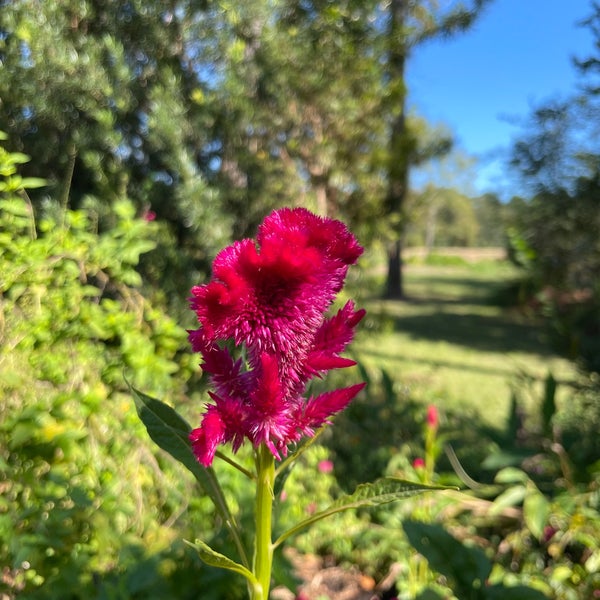 Mercer Arboretum & Botanic Gardens - Garden in Humble