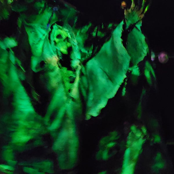 Whacky Shack - Attraction