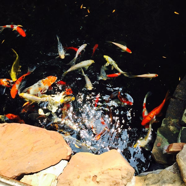 The Fish Gallery - Zoo