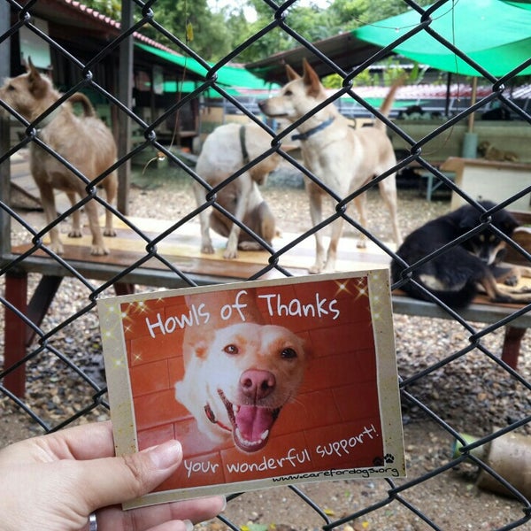 Care for Dogs Foundation - Animal Shelter