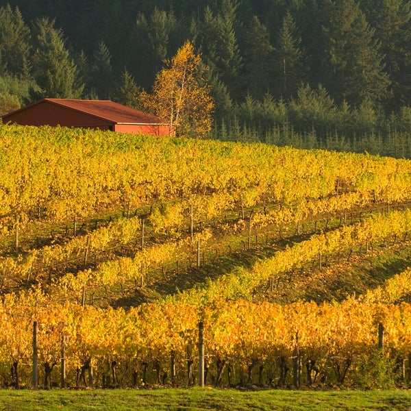 Chehalem Winery - Newberg, OR