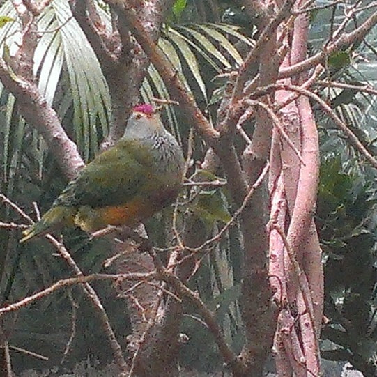 Tropical Bird House - Medical Center - 225 visitors