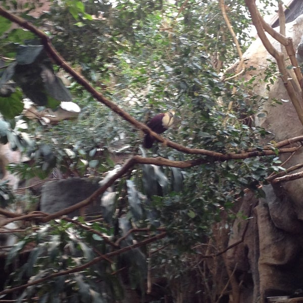 Memphis Zoo Tropical Bird House - Evergreen Historic District - 1 tip ...