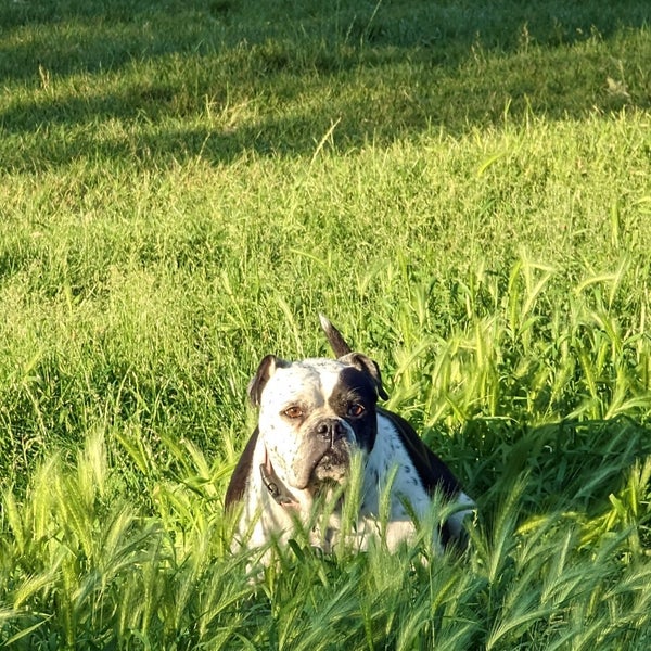Eel Brook Common - Park in Hammersmith and Fulham