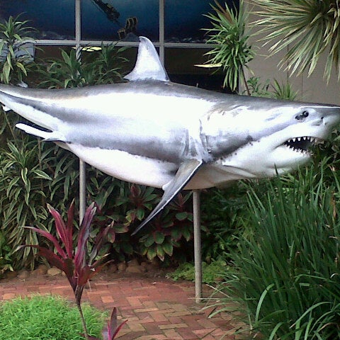 Kwazulu-Natal Sharks Board - 2 tips