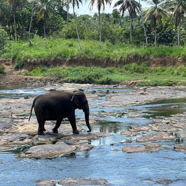 Pinnawala Zoo - Zoo Exhibit
