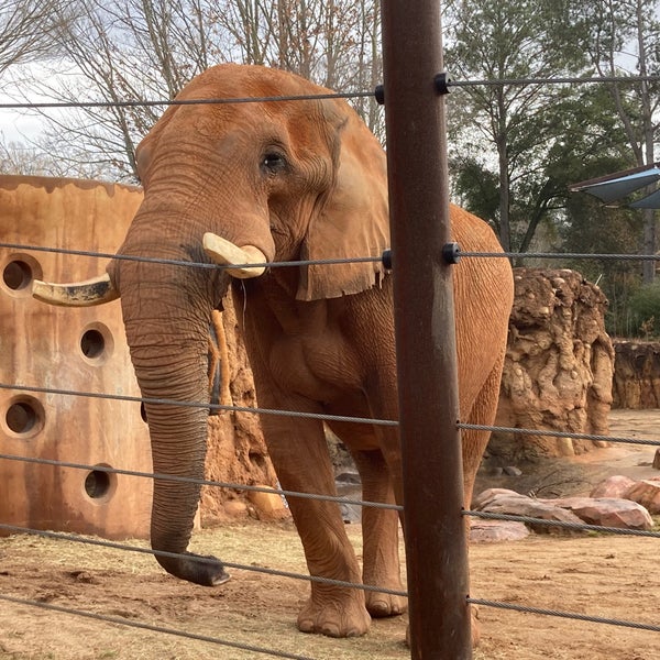 Elephant Exhibit - Grant Park - Zoo Atlanta