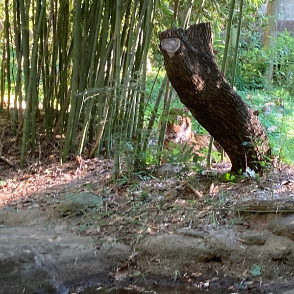 Sumatran Tiger Exhibit - Zoo Exhibit in Atlanta
