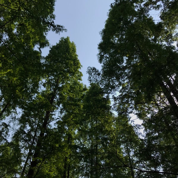 Dongping National Forest Park (东平国家森林公园) - Park in Chongming