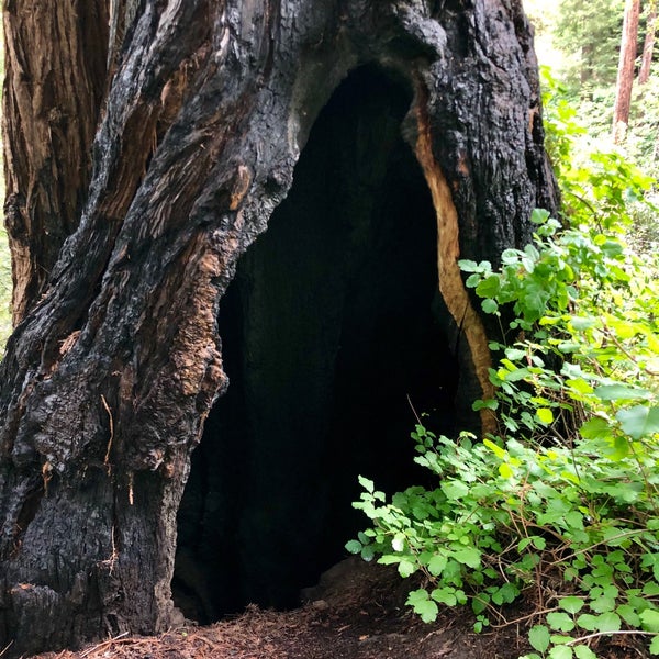 Pine Ridge Trail - Big Sur, CA
