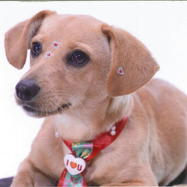 Animalis Pet Shop - Pet Supplies Store