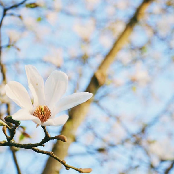 Photos at Minoru Arenas - Hockey Stadium in Richmond