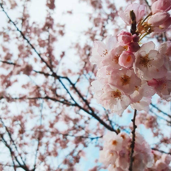 Photos at Minoru Arenas - Hockey Stadium in Richmond